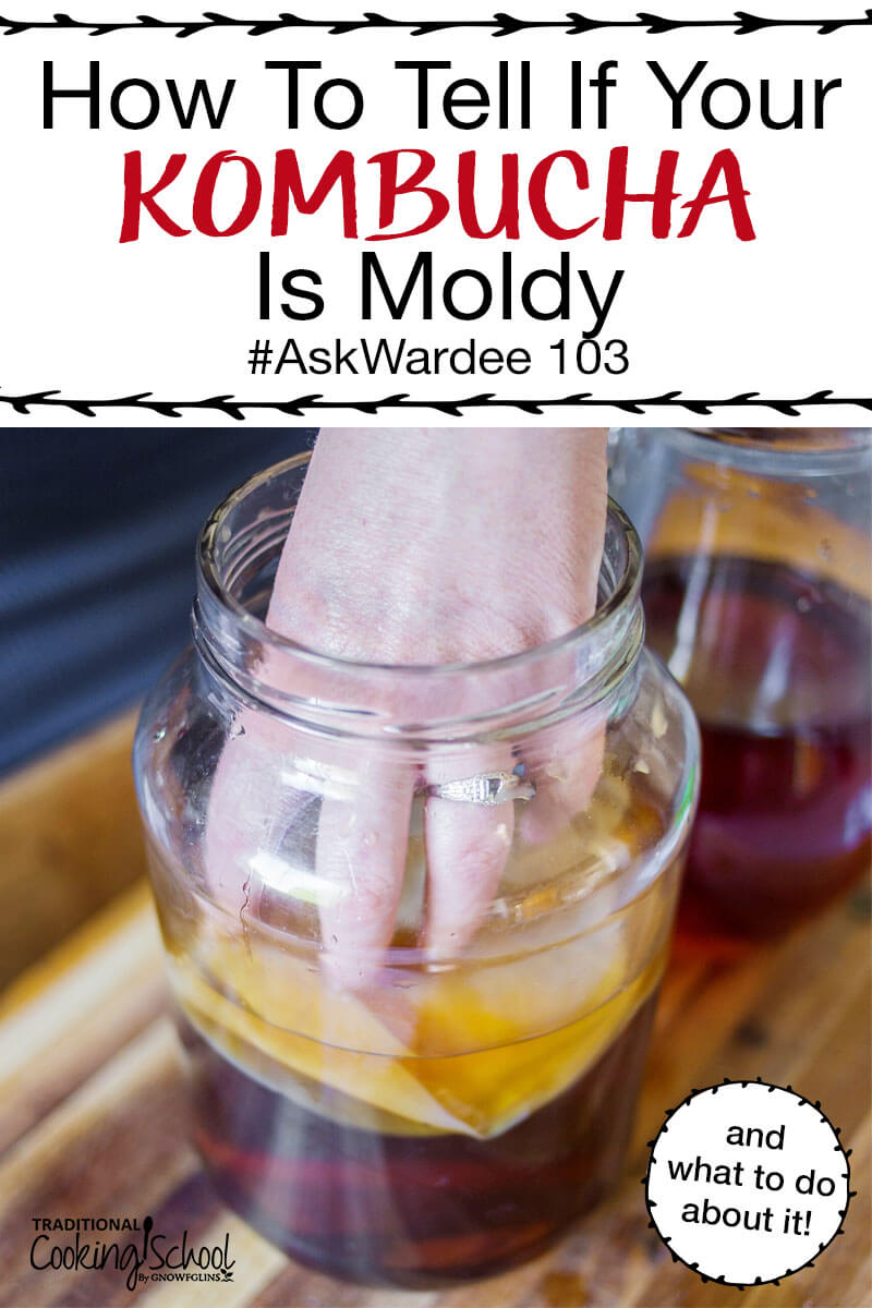 What To Do If Your Kombucha Has Mold Kombucha Scoby