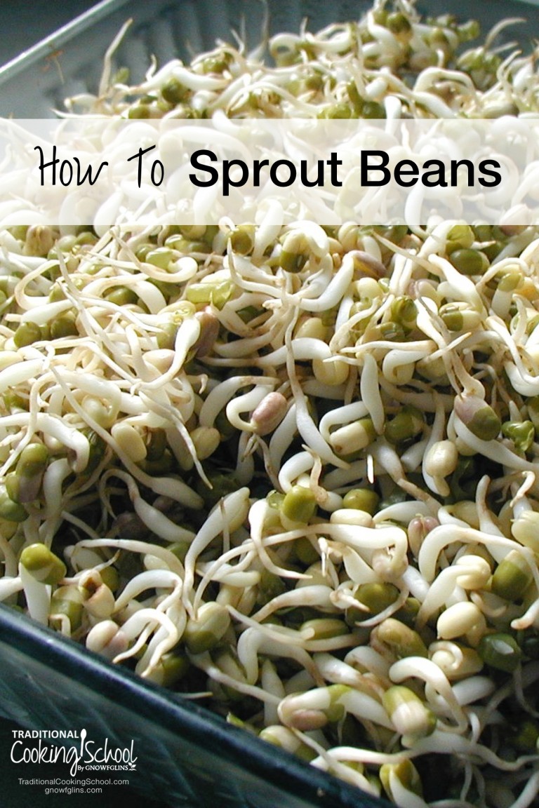 How To Sprout Beans: Lentils, Mung Beans & Chickpeas