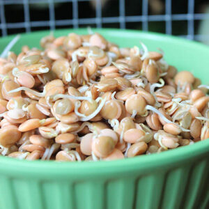 How To Sprout Lentils + 3 Delicious Sprouted Lentil Recipes