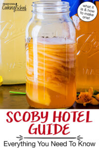 SCOBY Hotel Guide: Everything You Need To Know