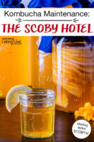SCOBY Hotel Guide: Everything You Need To Know